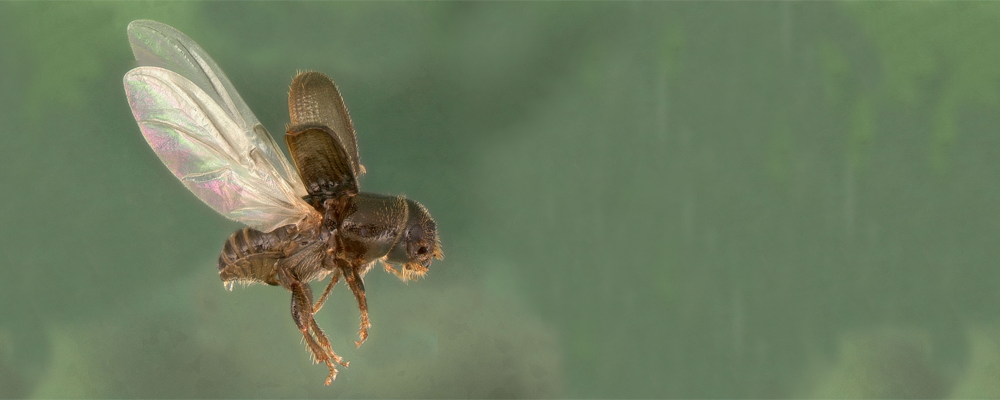 NYSACC | New York State Association of Conservation Commissions